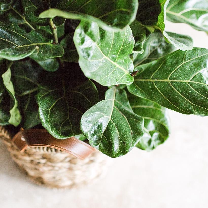 8 Proven Fiddle Leaf Fig Benefits (Why You Home Needs One) - Her ...